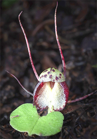 Australasian Native Orchid Society (ANOS Victoria, Australia) - Meetings
