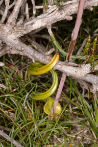 Australasian Native Orchid Society (ANOS Victoria, Australia) - Meetings